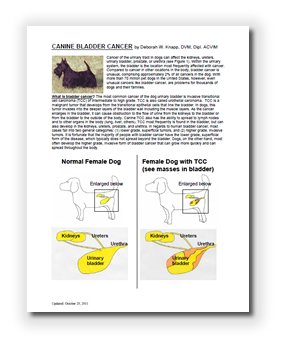 New Bladder Cancer Research | Scottish Terrier Health Network