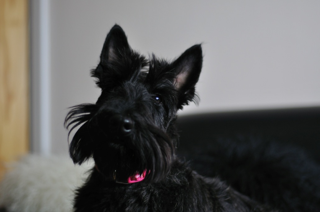 Maisie celebrated her 1st birthday | Scottish Terrier Health Network
