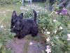 Happy Birthday Rupert! | Scottish Terrier Health Network