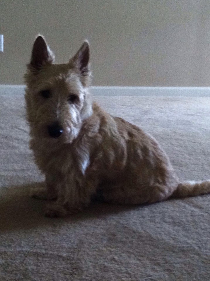 Happy Birthday Will | Scottish Terrier Health Network