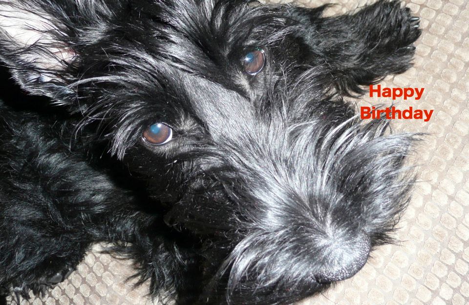 Declan is 11 today | Scottish Terrier Health Network